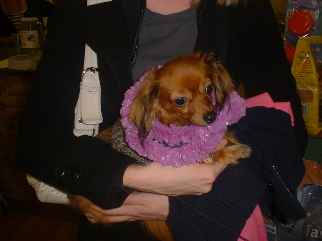 Bigwag Dog Bakery: Lucy's Luau