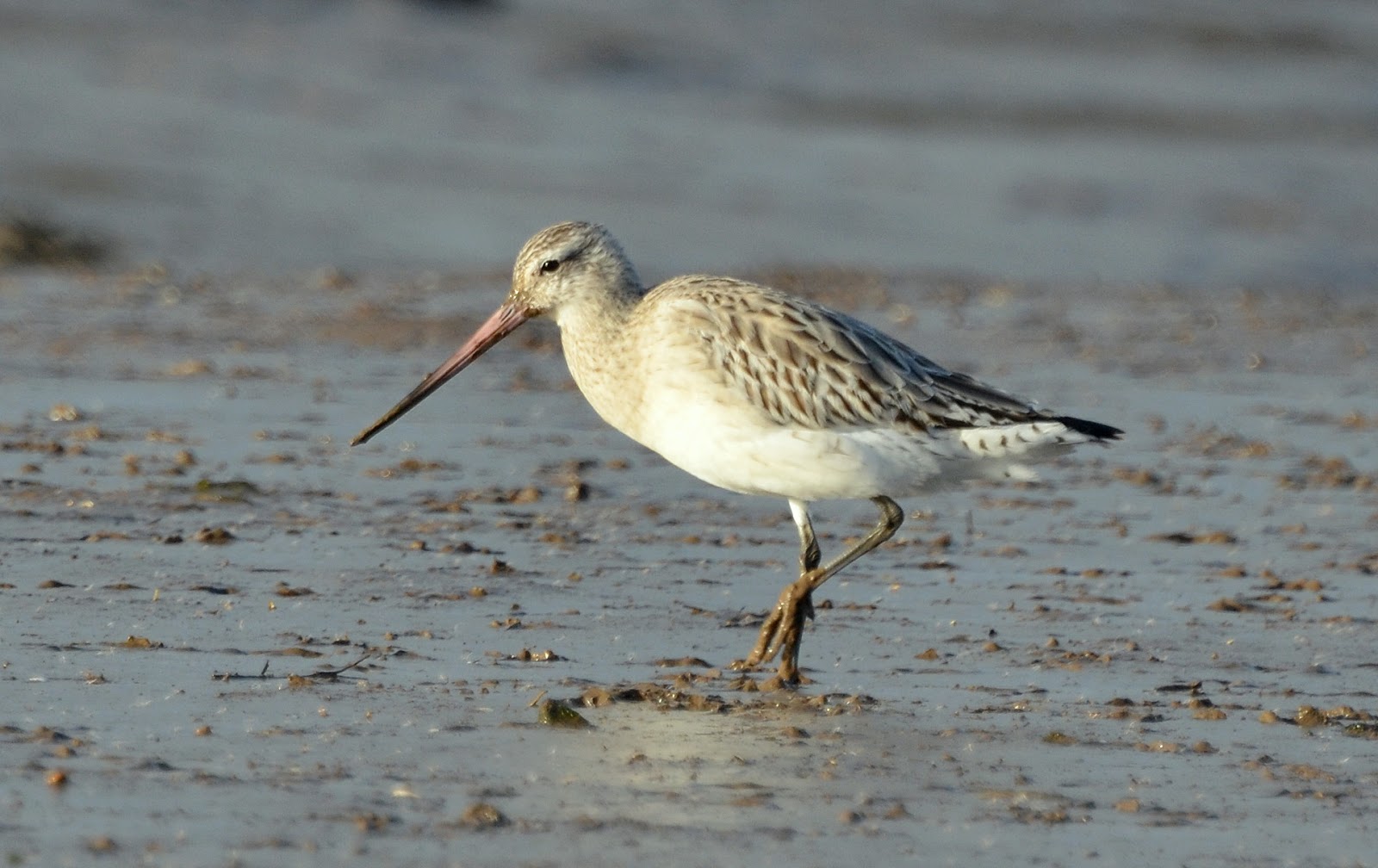 The Early Birder: Black-tailed Godwit