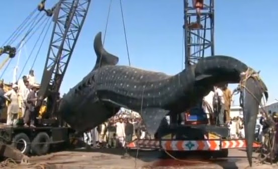 Media center for Mysterious Phenomenon, community, recipes, and Health ...