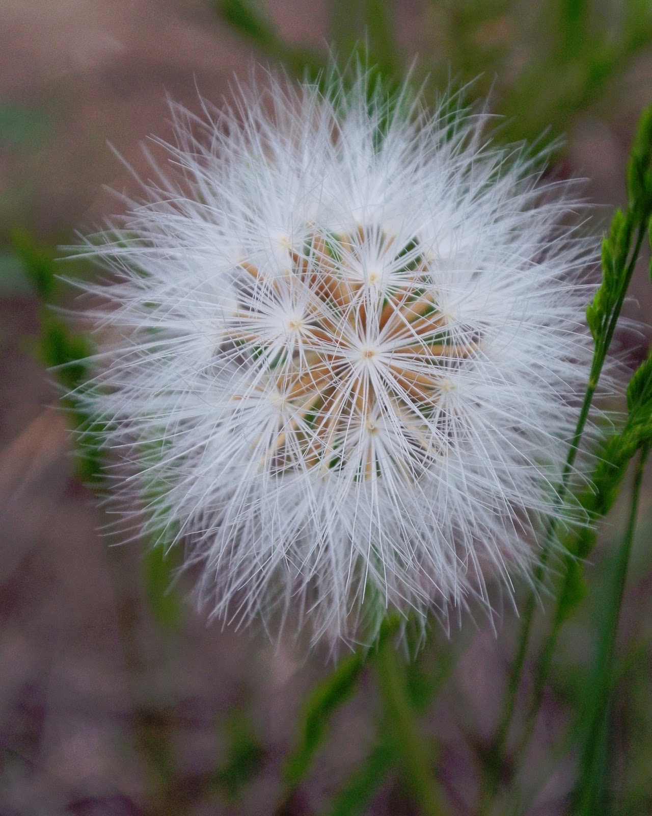 SPEED OF A PLANT: Early June's Progression at Spring Green Preserve