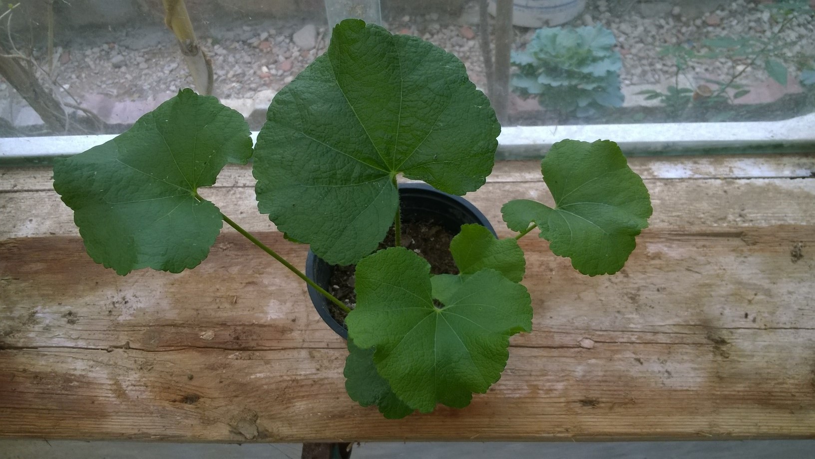 How To Plant Hollyhock