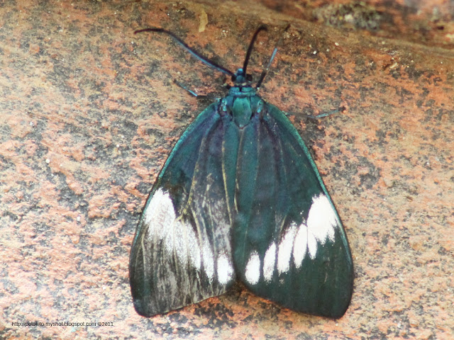 Blue Moth