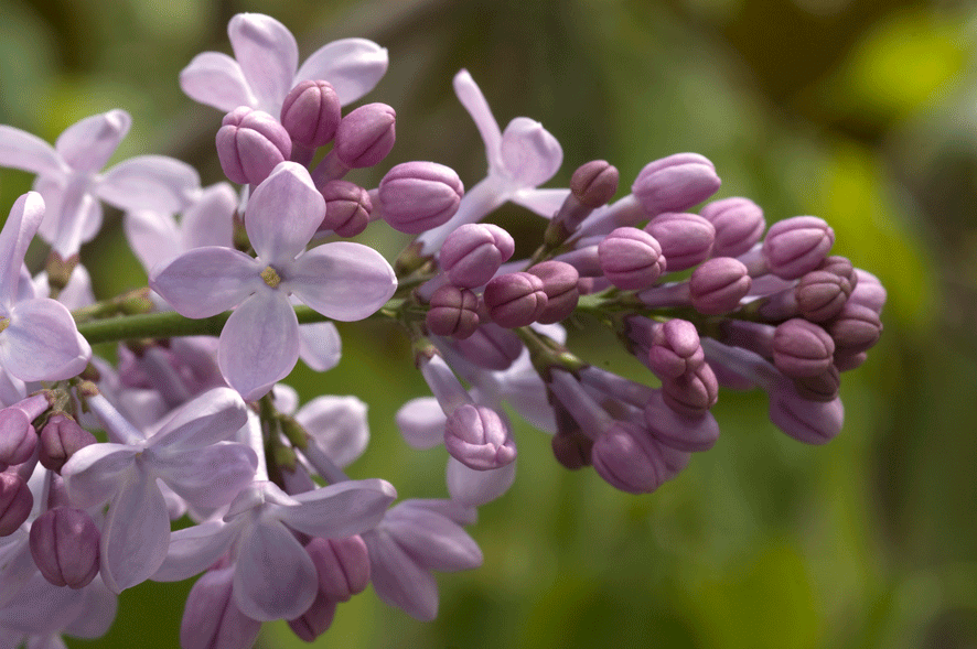 Construint històries: lilà