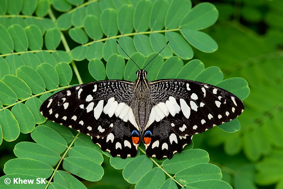 Butterflies of Singapore: Sexual Dimorphism : Part 1