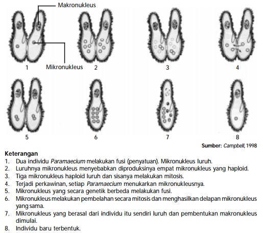 BIOLOGI SMA: Ciri Khusus Protista