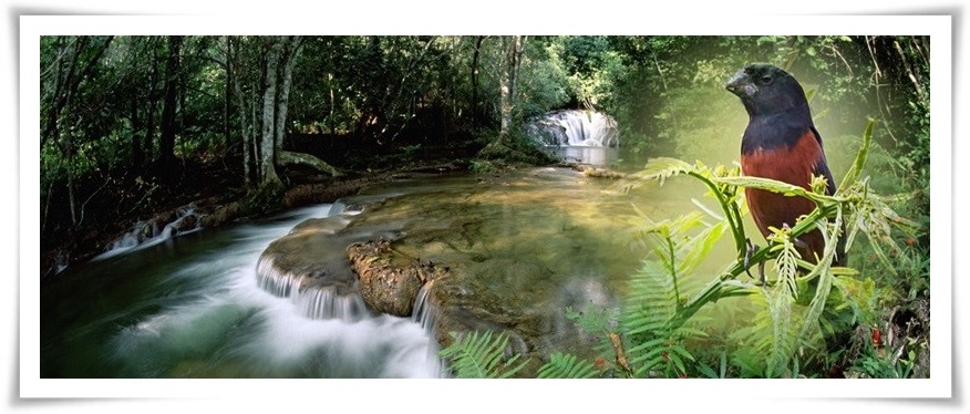CURIOZEIROS: Curió - Pássaro canoro amigo do homem! Sua história e sua ...