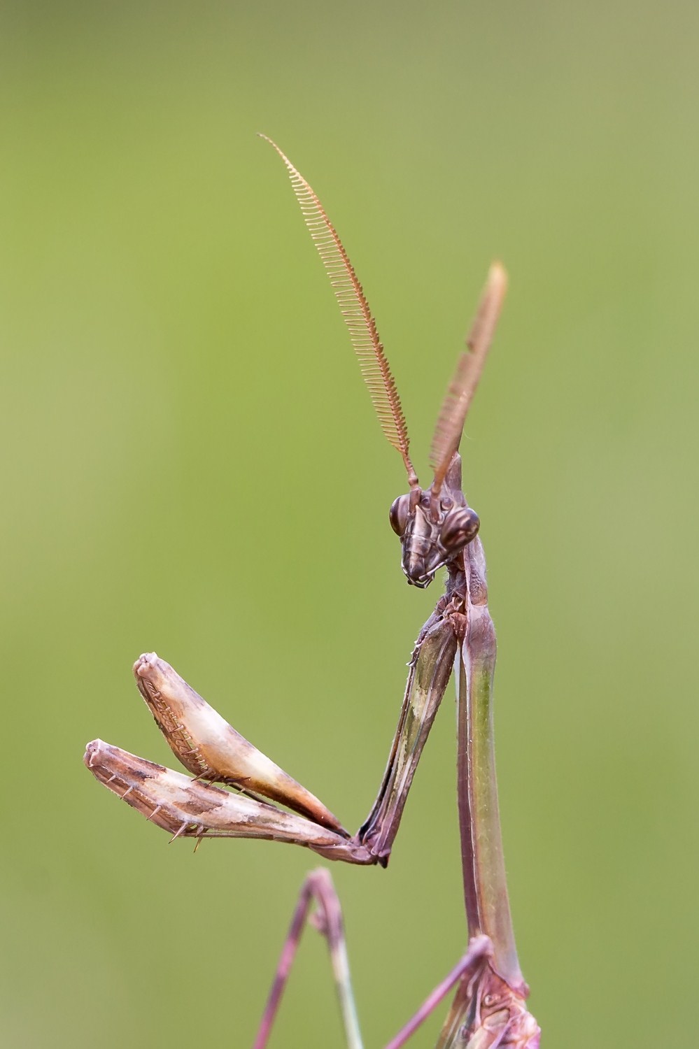 ♥ Patatitphoto: Photo du jour : empuse ou diablotin