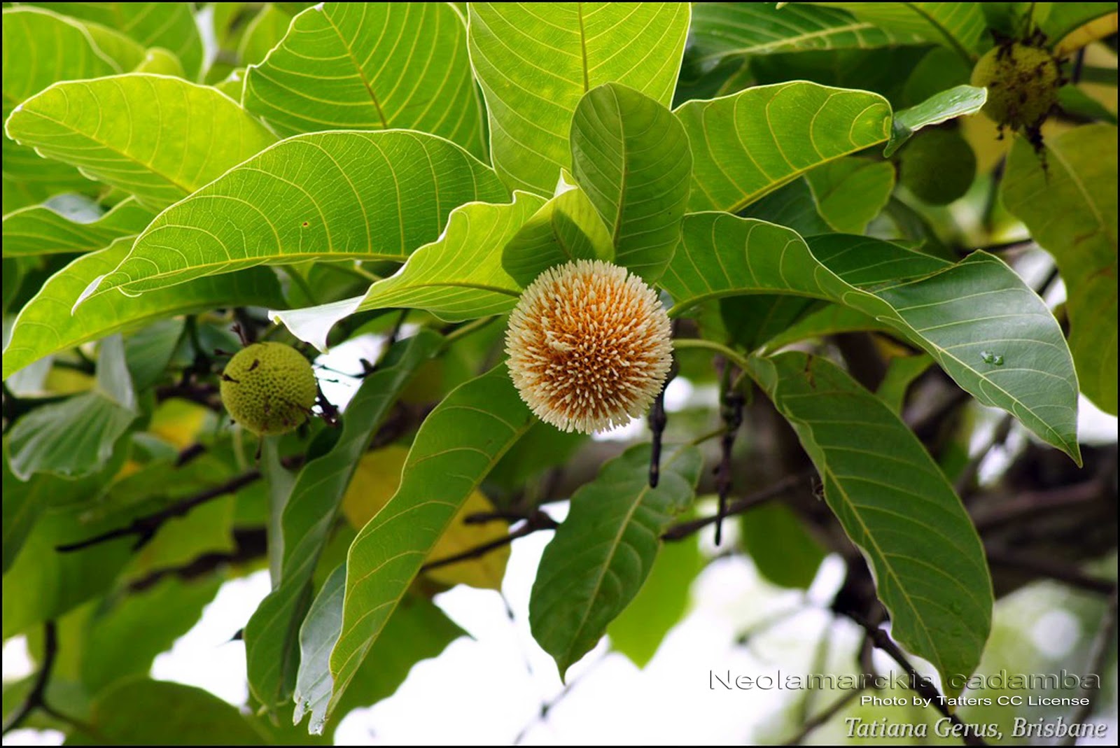 Medicinal Plants: Neolamarckia cadamba