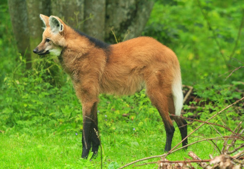 MANED WOLF photos - wallpapers | the fun bank