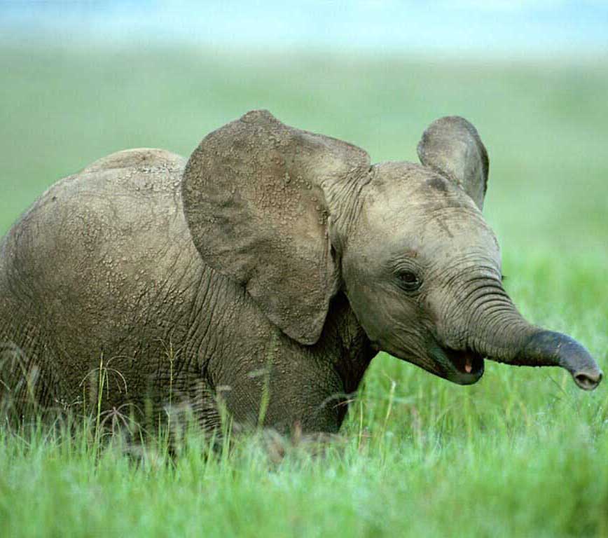 Kilka słów o słoniach