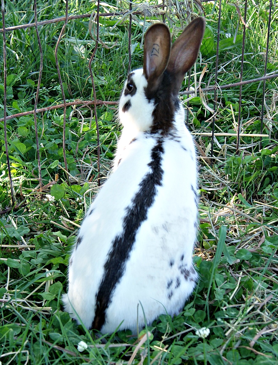 Fuzzibutt's Rabbitry: Duncan the Checkered Giant