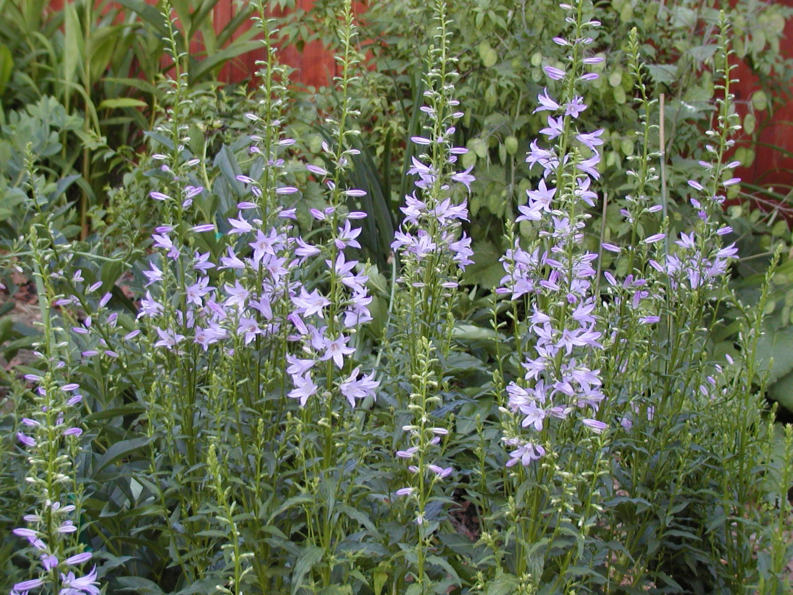 Gene's Garden: Spring to Summer