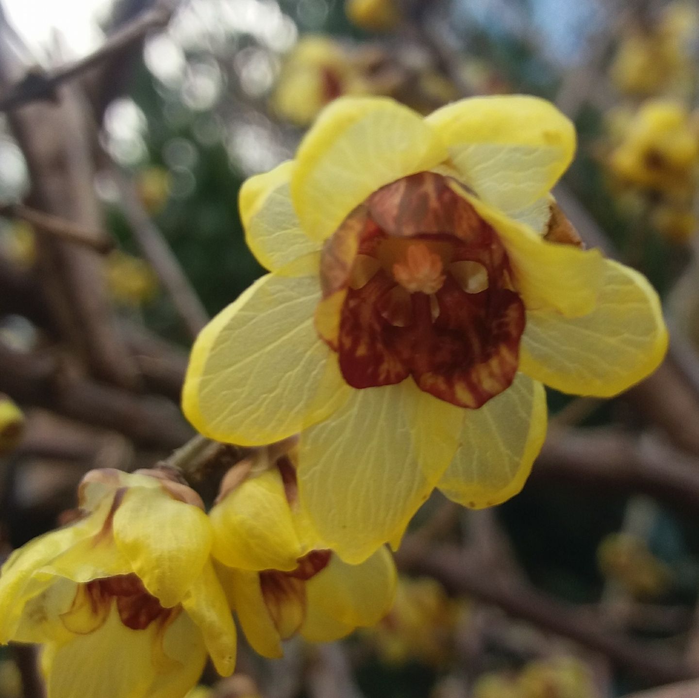 Il calicanto, fiore d'inverno- Calycanthus and its winter flowers