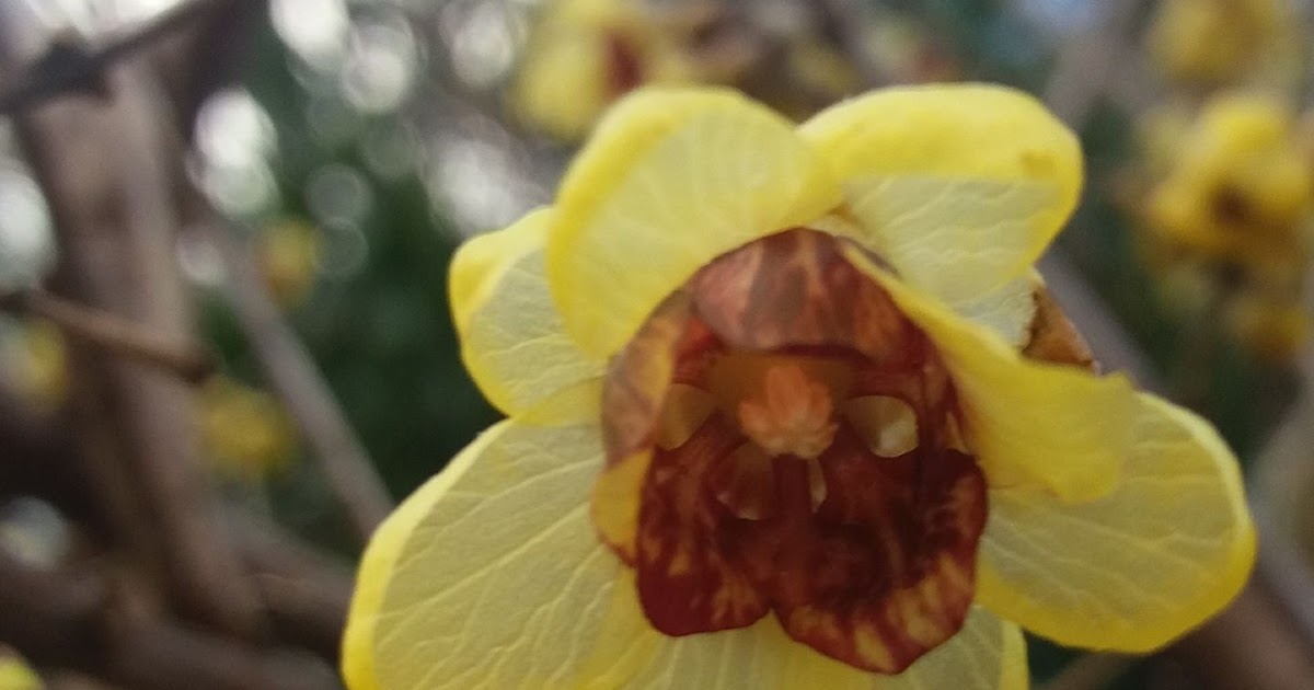 Il calicanto, fiore d'inverno- Calycanthus and its winter flowers