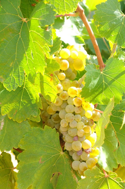 VERDEJO & CO: LANGS RUEDA'S HIPPE WIJNROUTE - DICHTBIJ & VER WEG