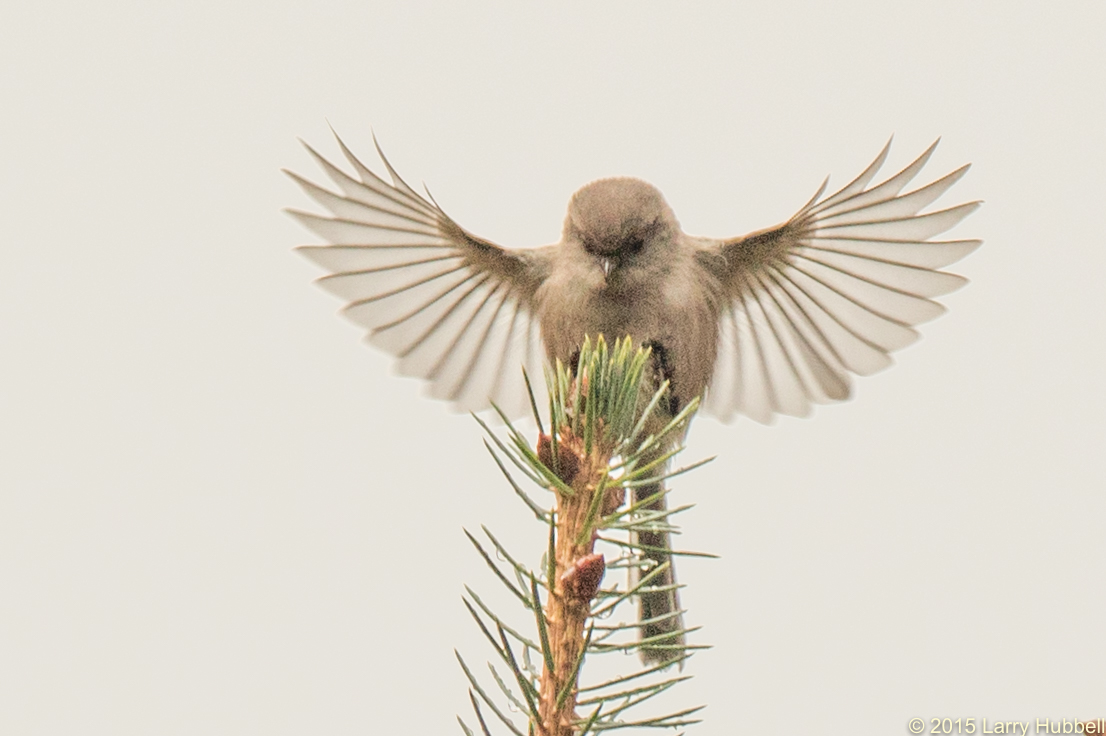 Union Bay Watch : A Bushtit Mystery