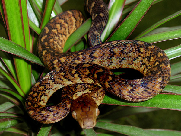 Jamaican Boa | Snakes