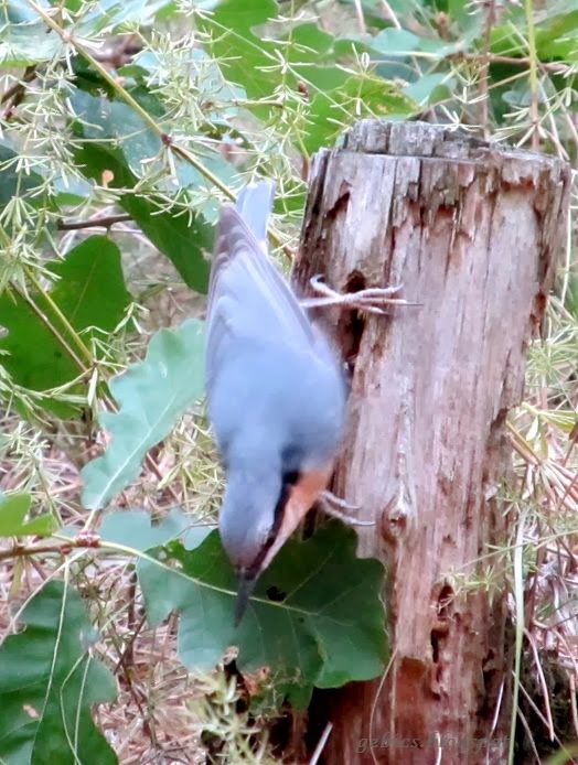 Képek a természetről: Csuszka