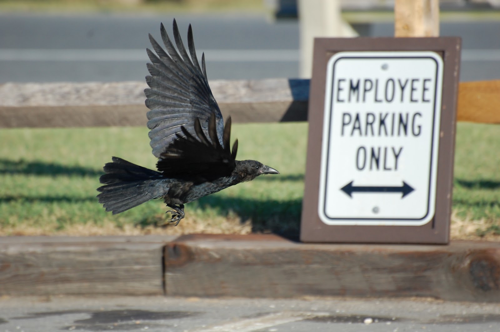 Urban Wildlife Guide: The American Crow