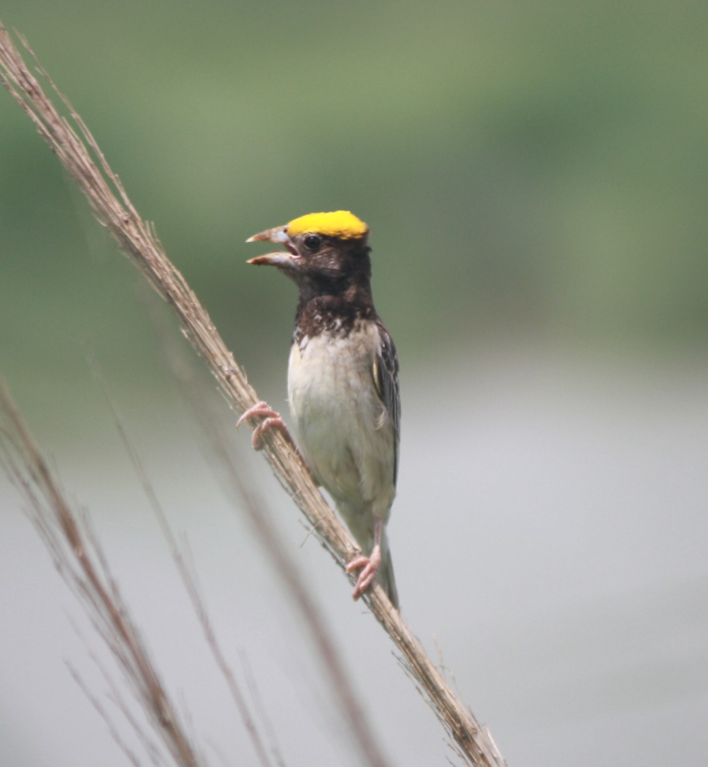 Birds in Delhi(India): weaver bird