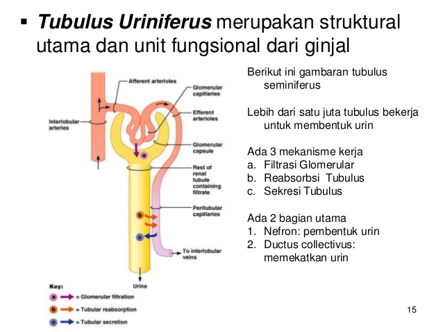 Arti dan Peranan Tubulus Convulatus Distal (TCD) | Paling Berkesan