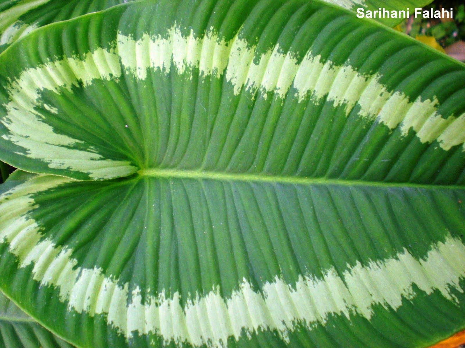 Hati Berdetik dan Berbisik: Daun Keladi