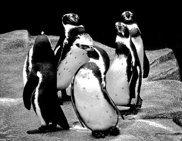 French Vocabulary Illustrated: dodeliner