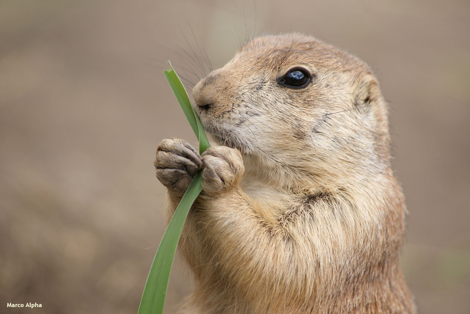 Marco Alpha Fotografie: Prairiehondjes
