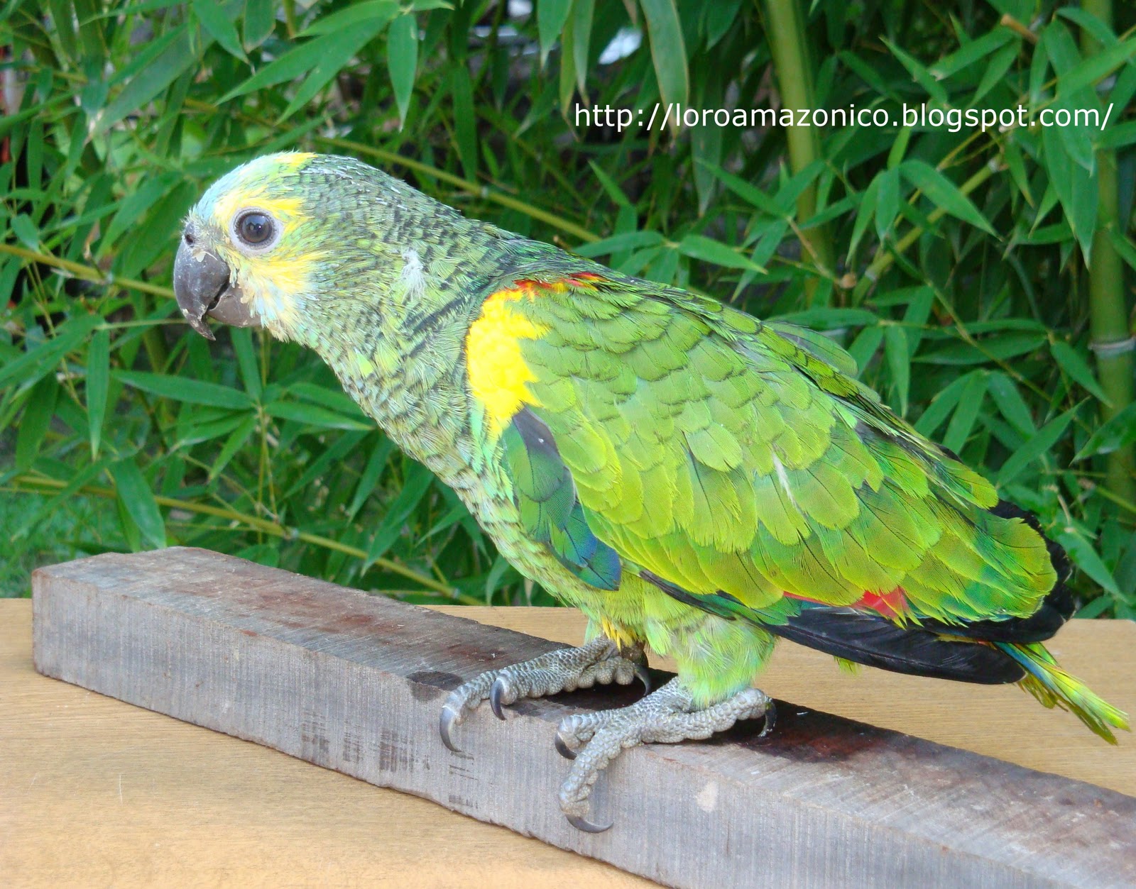 Loro Amazona Aestiva de Frente Azul: Pacarito Lorenzo - Casi como en la ...