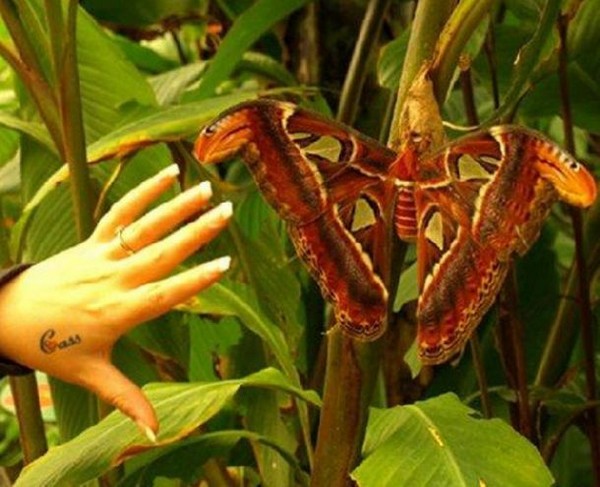 Duniadulu®: World’s Biggest Insects Collection [10 PIC]