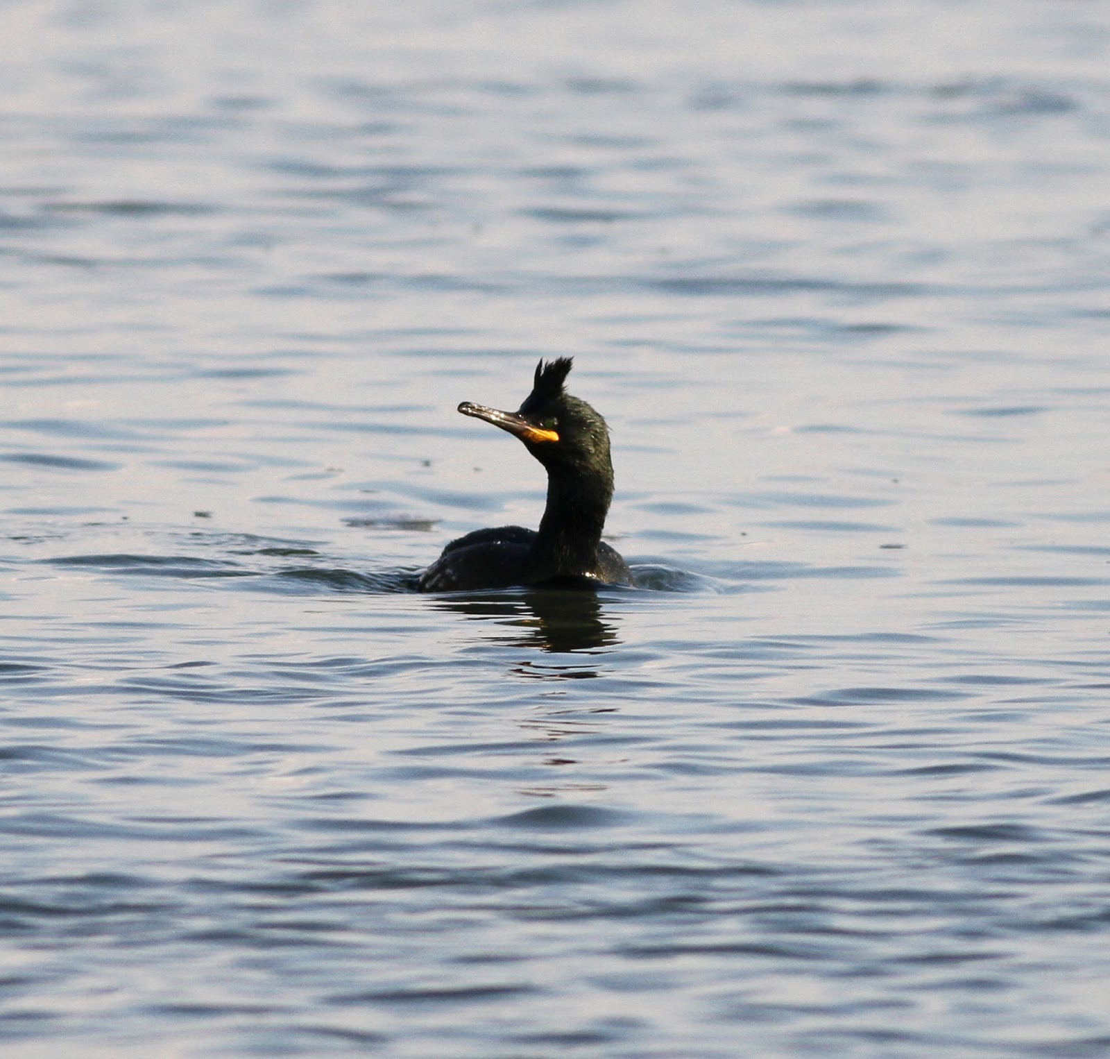 MERSEA WILDLIFE: SHAG SHOWS WELL
