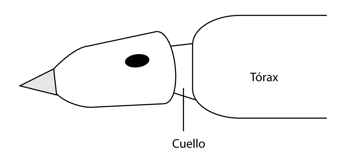 el moderno prometeo: Anatomía de Insectos: Cabeza