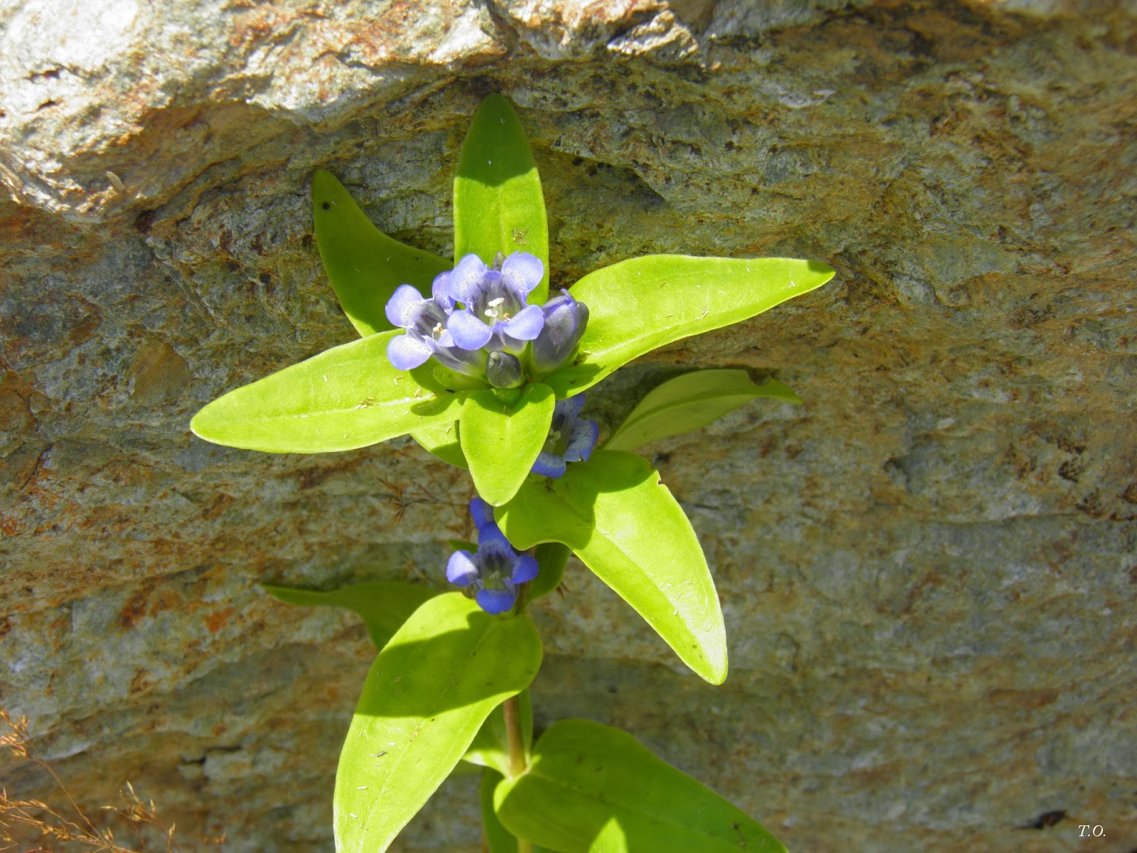 PASARI DIN ROMANIA: forfecar