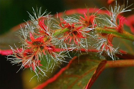 Ceylon Firedragon - Acalypha wilkesiana