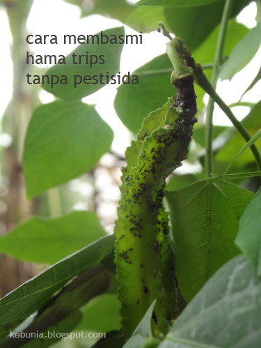 Kebun Mania Bertanam Tak Harus Di Tanah: Cara Cepat Memberantas Hama ...