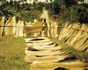 Otro año sin yaguas y el que pierde es el campesino - Defensoria del ...