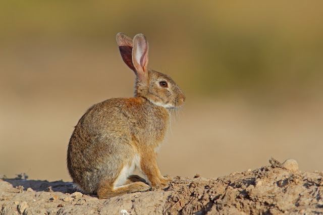 Una ventana a la naturaleza: 1/8/12 - 1/9/12
