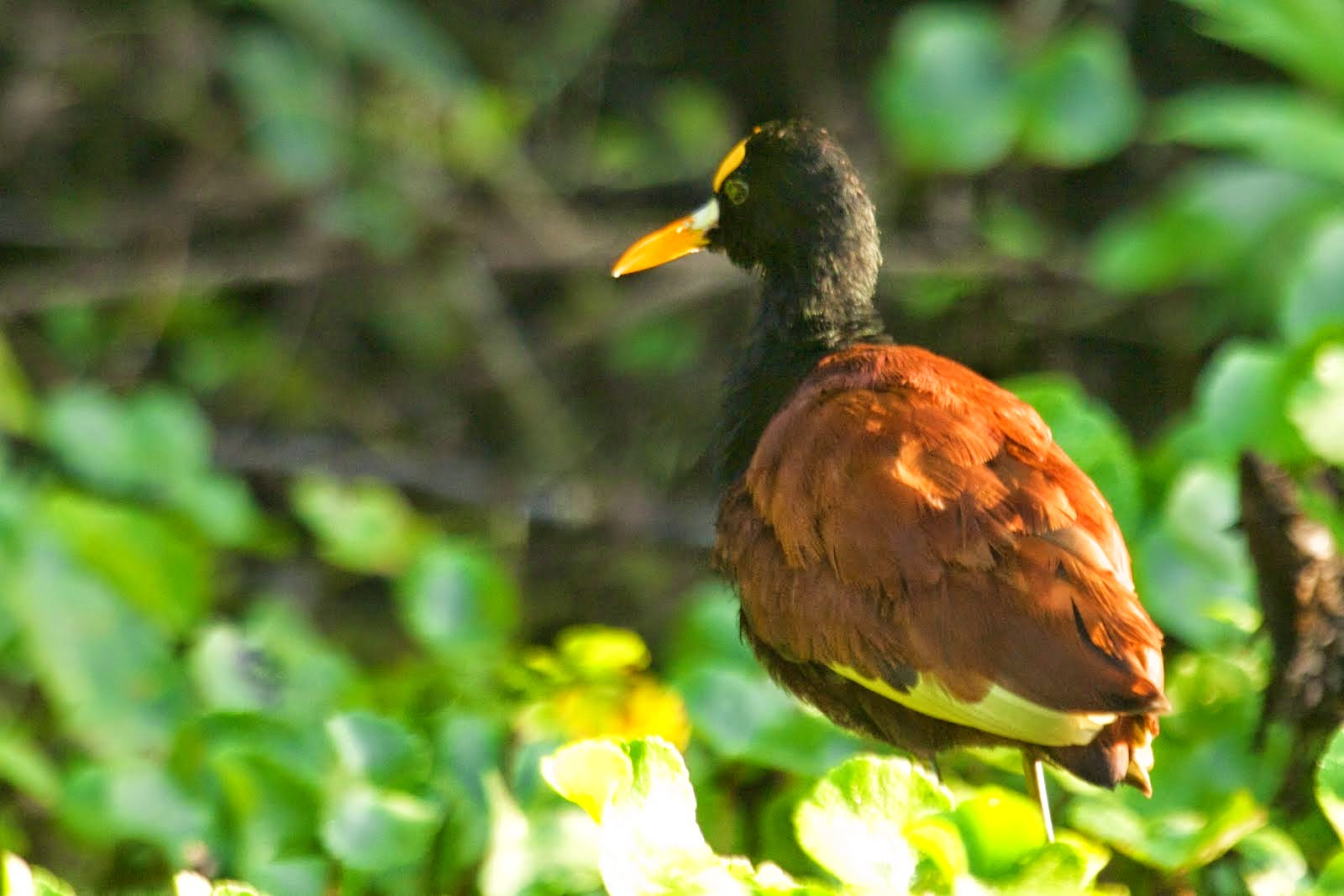 JACANA BIRDS photos - wallpapers | the fun bank