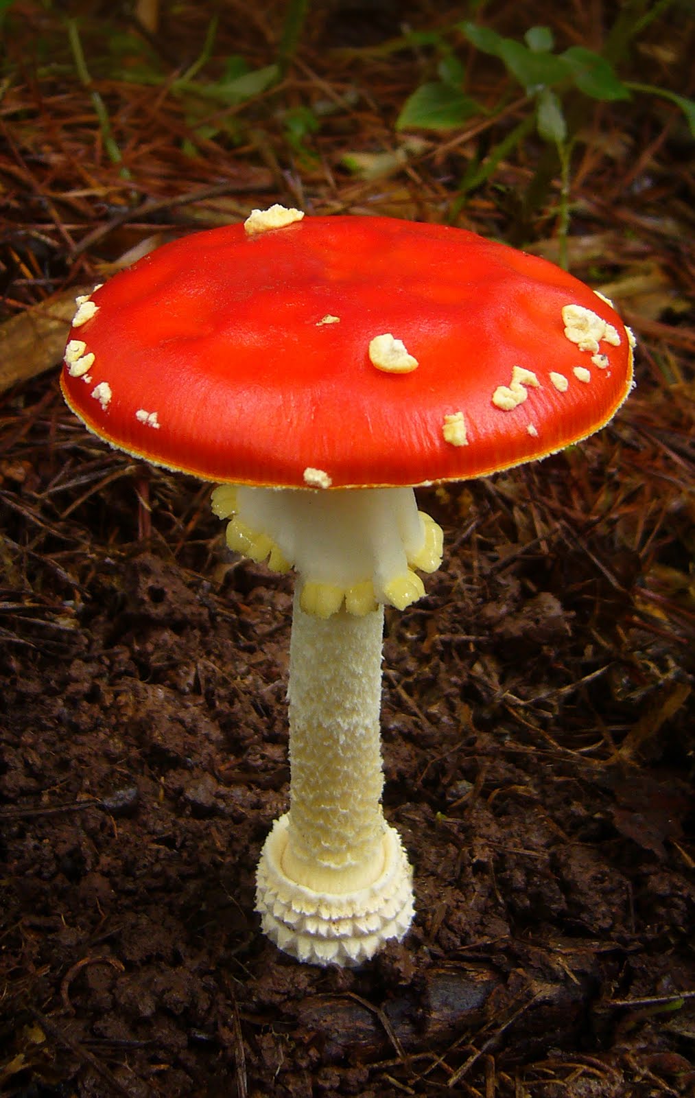 fungo vermelho van ray