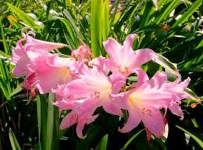 tokobungakarangan: Mengenal Bunga Amaryllis