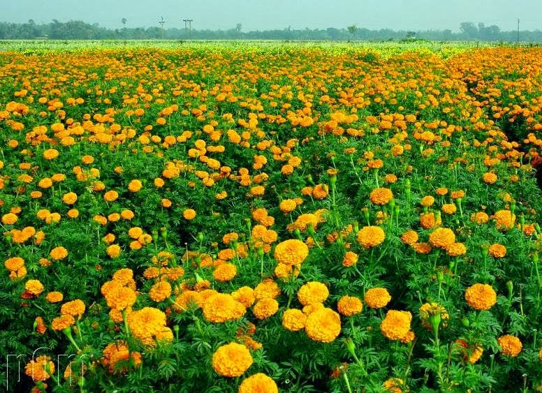 Business Ideas | Small Business Ideas: How to Start a Marigold Farming ...