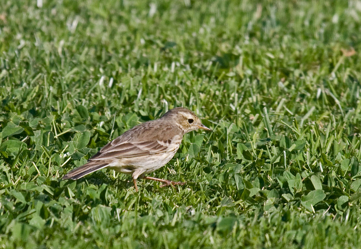 American Pipits in Imperial Beach - Greg in San Diego