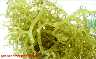 Diving Corner: ALGAE MERAH (RED ALGAE)