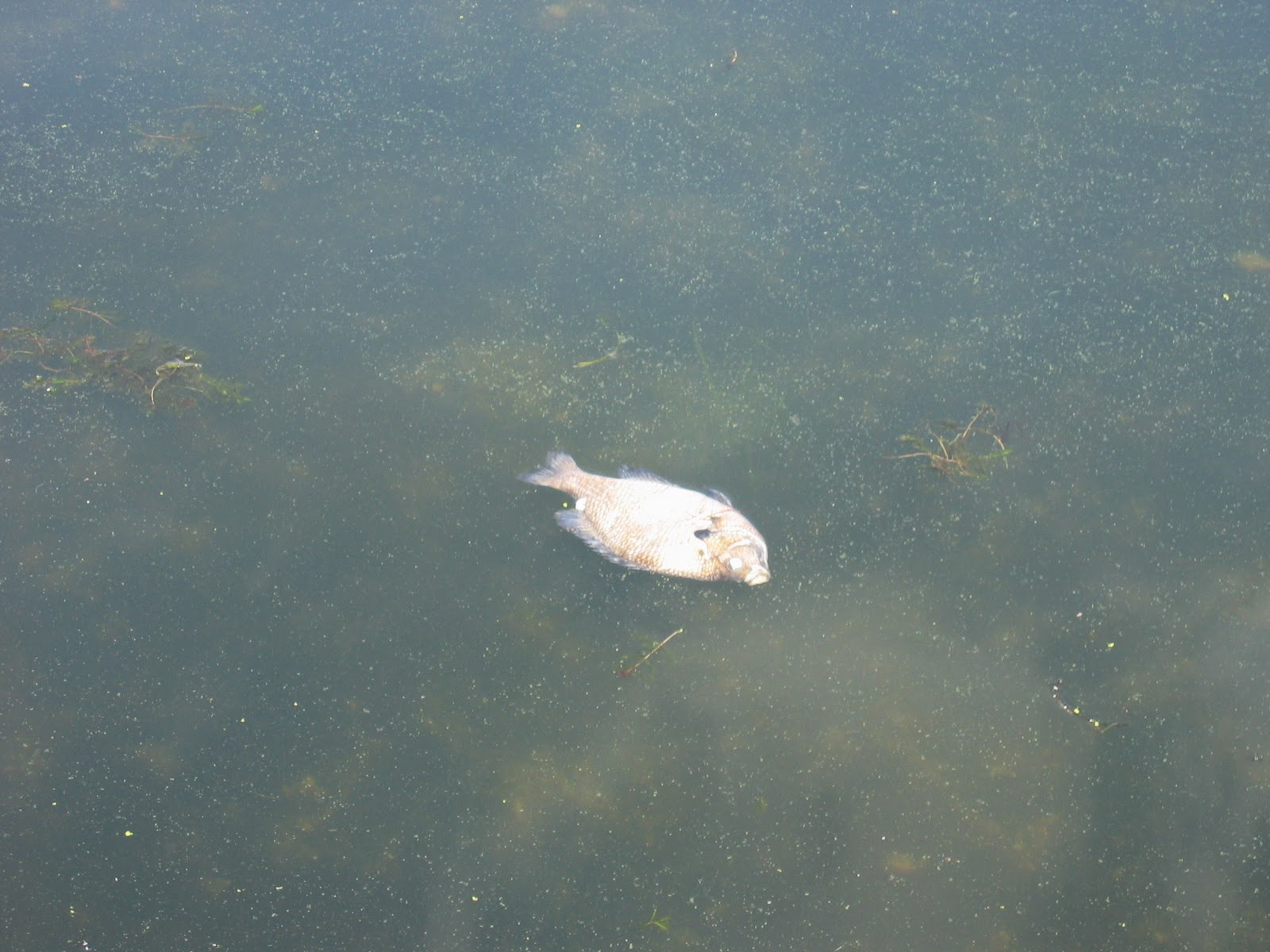 Guernsey Soil & Water Conservation District: Your Pond (and Fish ...