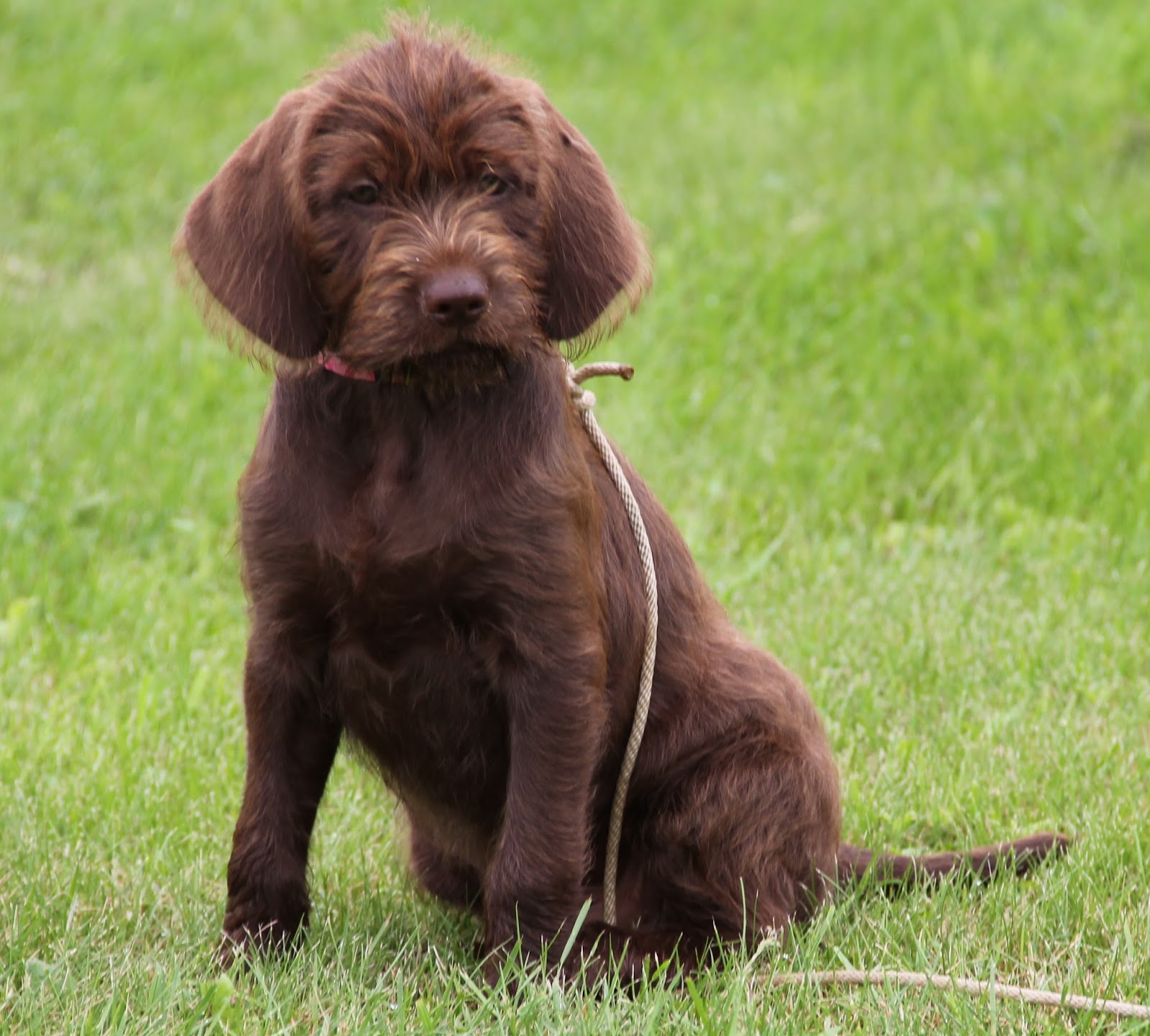 Are Pudelpointers Good Family Pets