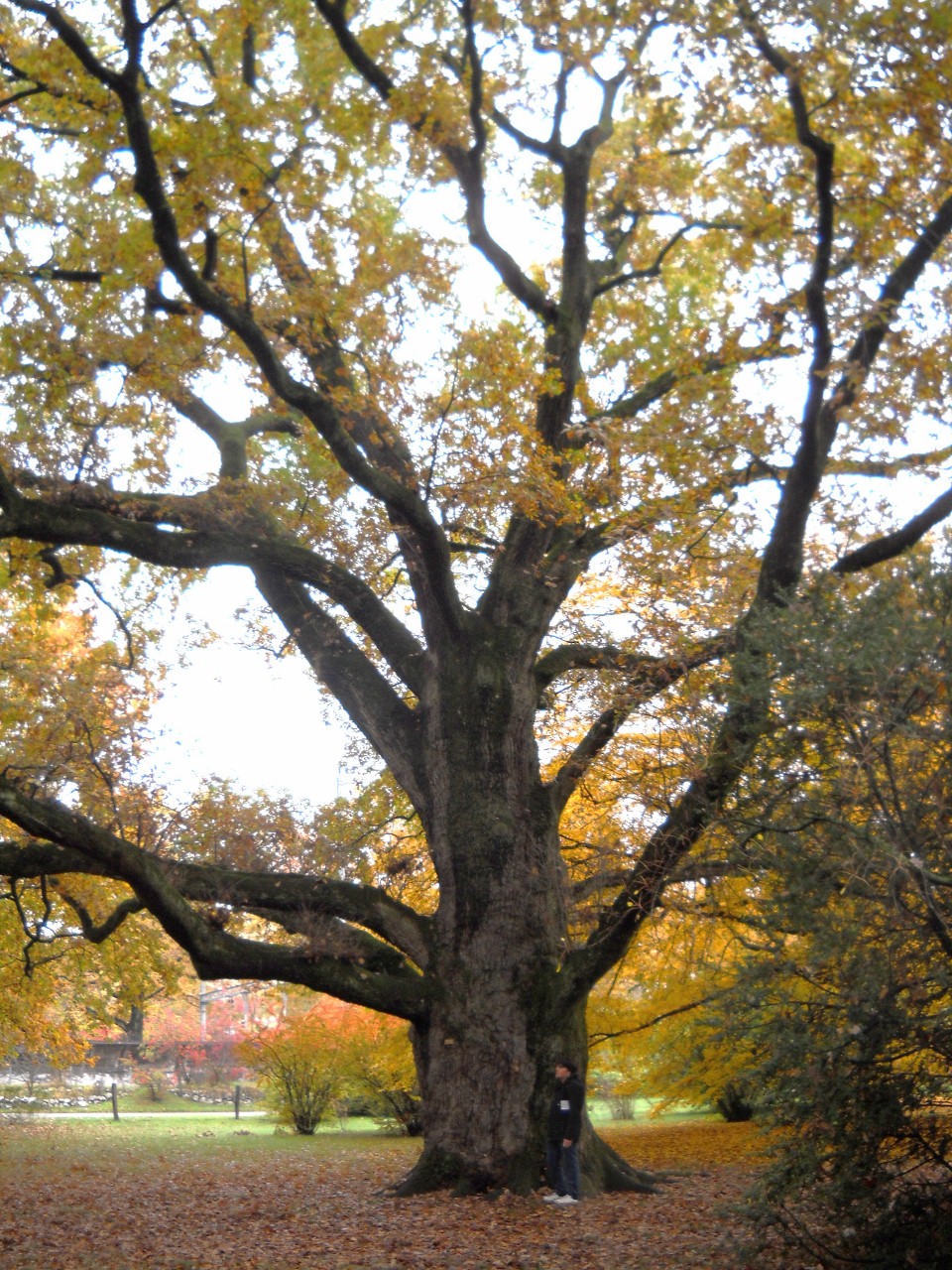 Ho incontrato un albero: Farnia