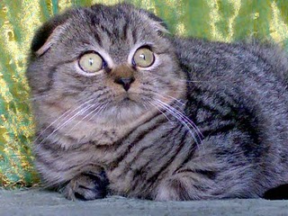 Haggins Cattery: Show