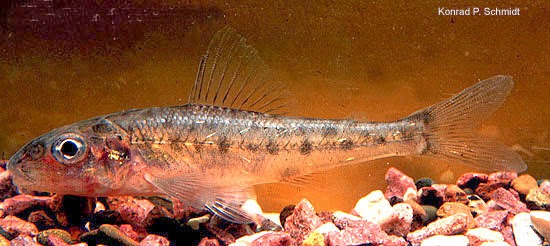 INDONESIAN FRESHWATER FISH COMMUNITY - IFFC: 2 Species of Family ...