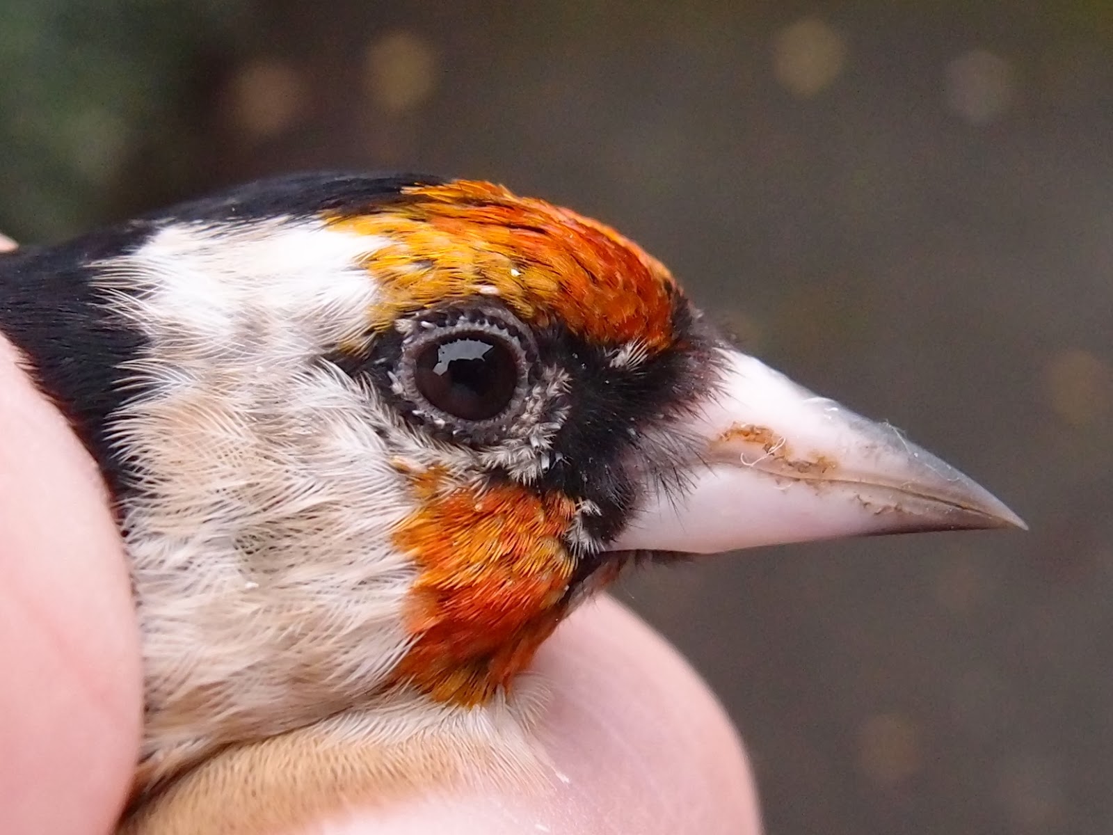 Two in a bush: Ageing Goldfinches: a photographic guide.