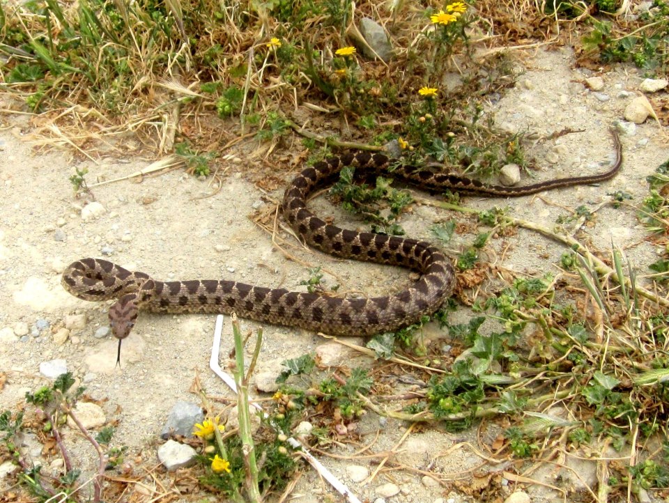 Ερπετά και αμφίβια της Κύπρου - Reptiles and amphibians of Cyprus by ...